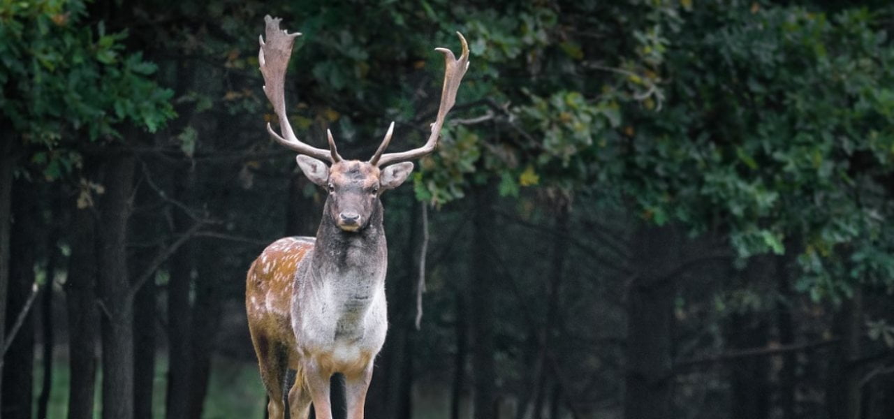 Cervo maschio ferisce coniugi a Tarvisio/ Colpiti più volte e spinti ...